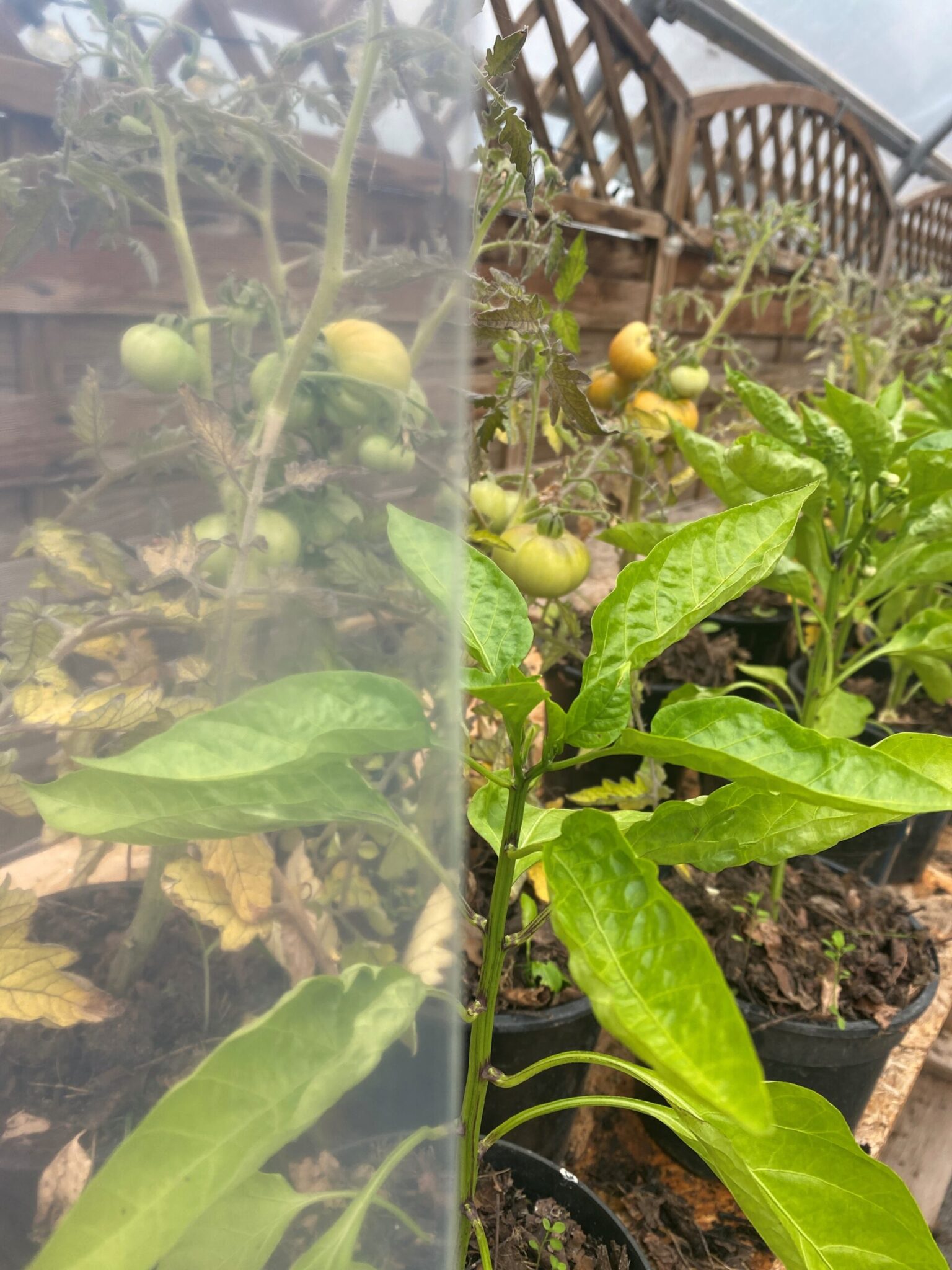 Polydome - Greenhouse & Polytunnel Expert In Ireland