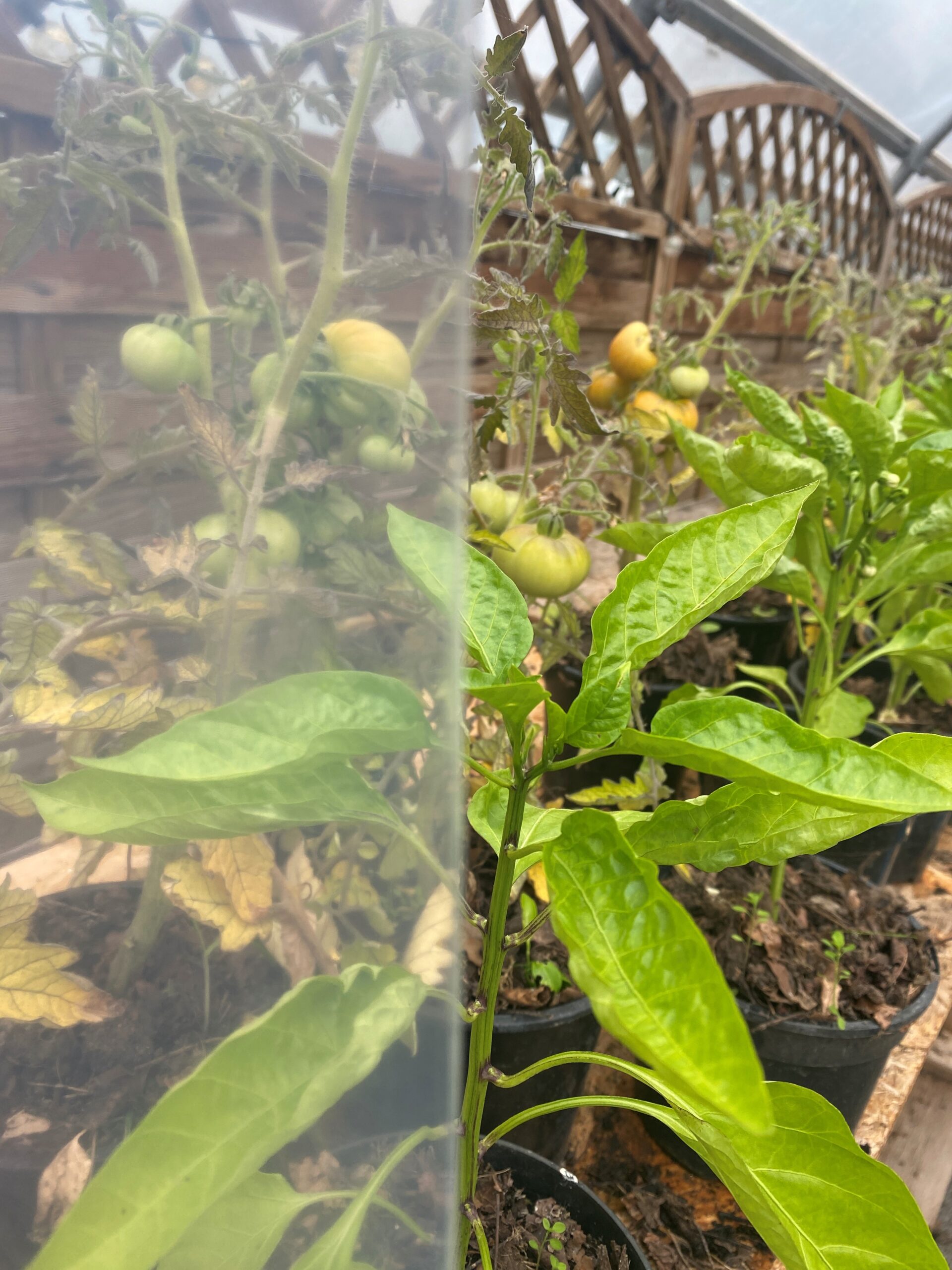 Polydome - Greenhouse & Polytunnel Expert In Ireland
