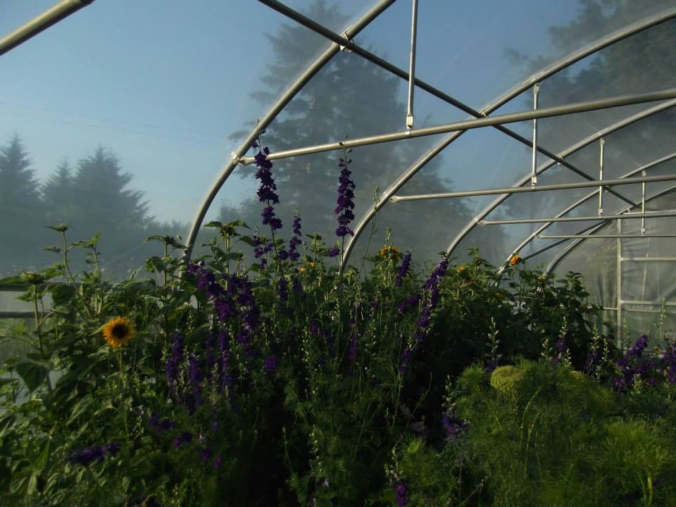 Polydome - Greenhouse & Polytunnel Expert In Ireland