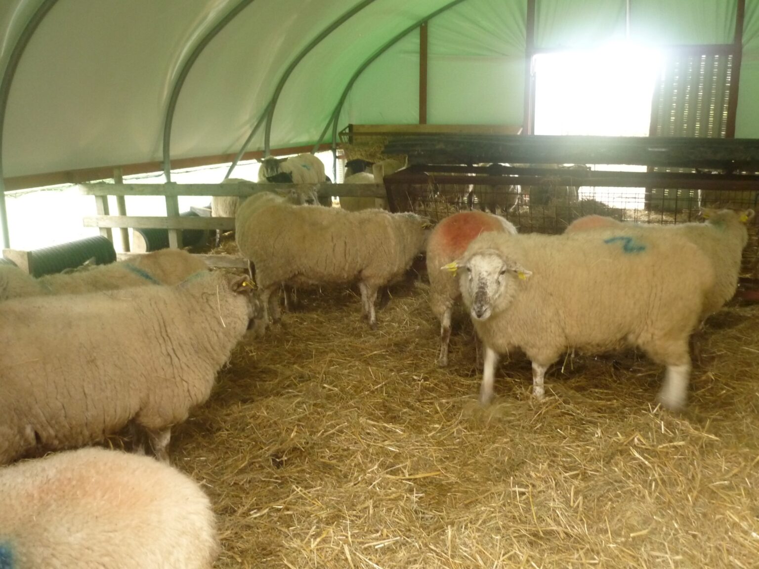 Polydome - Greenhouse & Polytunnel Expert In Ireland